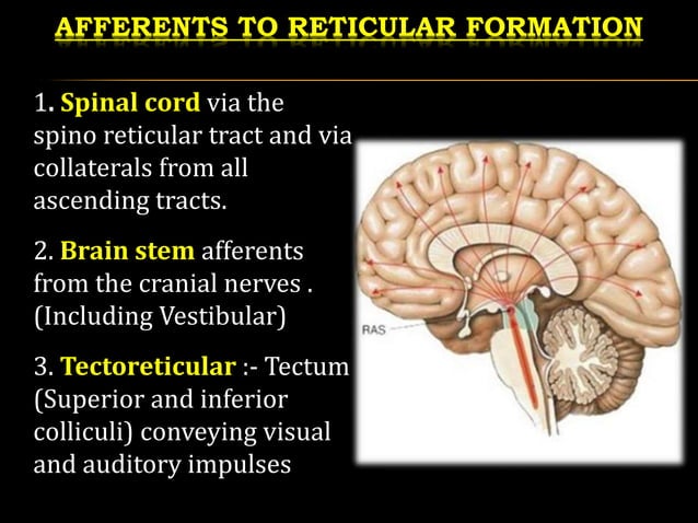 Reticular formation | PPTX
