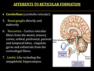 Reticular formation | PPTX