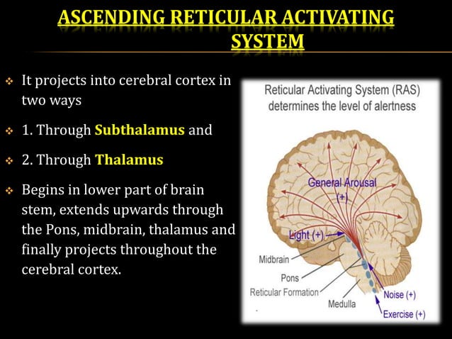 Reticular formation | PPTX