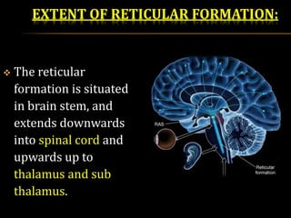 Reticular formation | PPTX