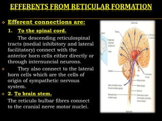 Parts Of The Brain Reticular Formation