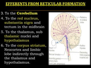 Reticular formation | PPT