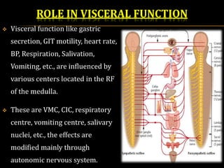 Reticular Formation Function