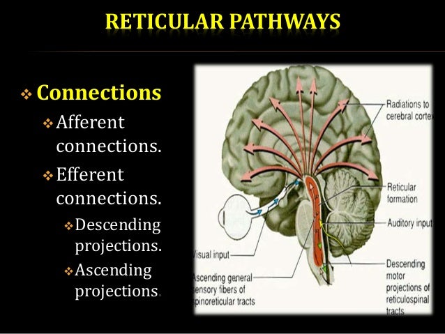 Reticular Formation