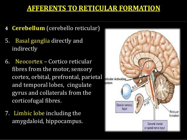 Reticular formation