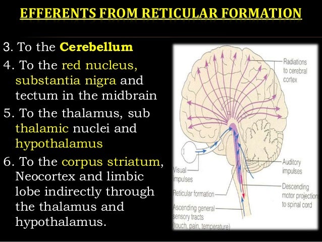 Parts Of The Brain Reticular Formation Draw A Labelled Diagram Of A