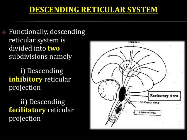 Reticular formation