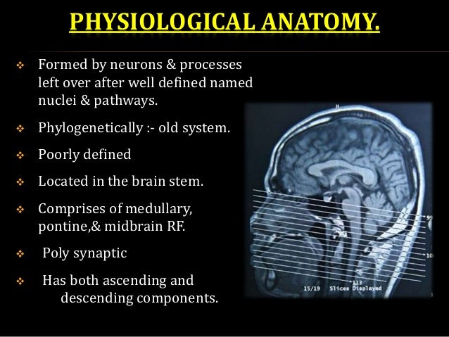 Reticular Formation Function