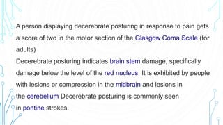 Decorticate Posturing Red Nucleus