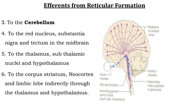 Reticular formation | PPTX