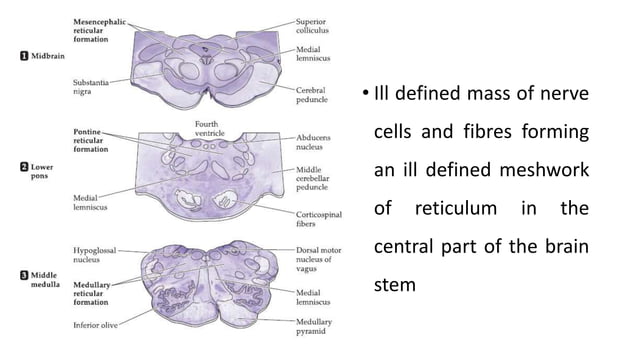 Reticular formation | PPTX