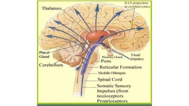 Reticular formation | PPTX