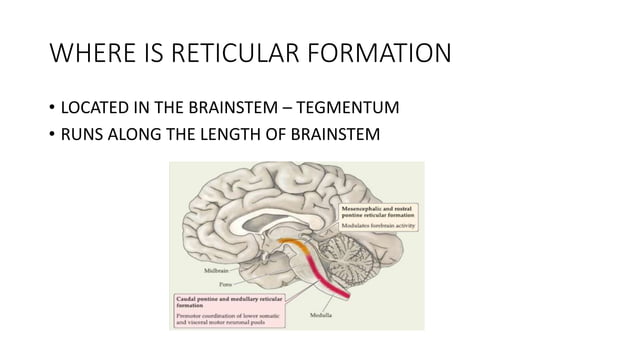 Reticular formation | PPTX