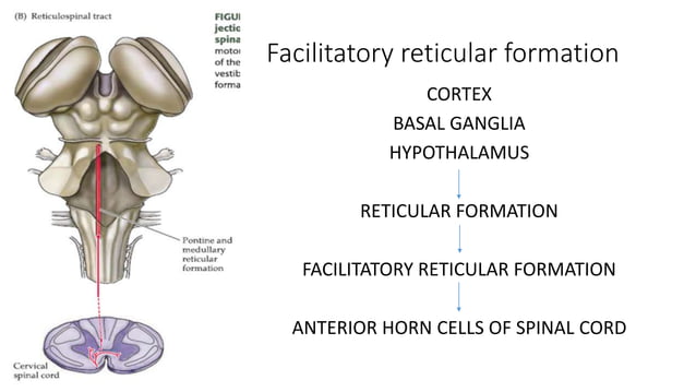 Reticular formation | PPTX