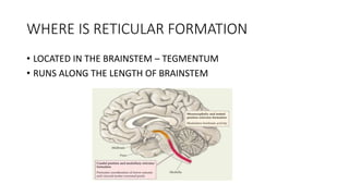 Reticular Formation Location