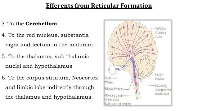 Parts Of The Brain Reticular Formation Draw A Labelled Diagram Of A