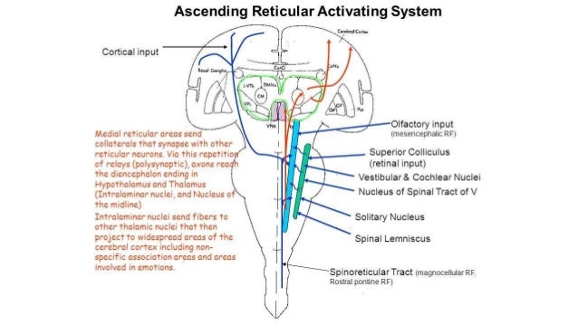 Reticular Formation Function
