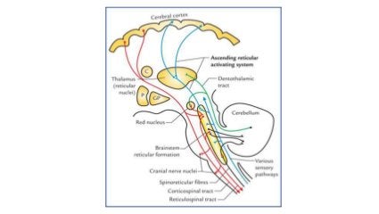 Reticular formation.pptx