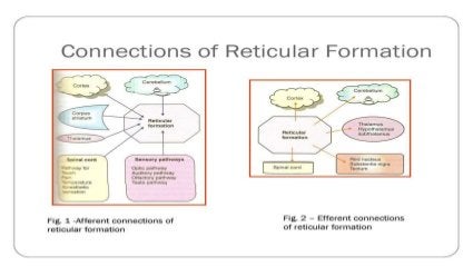 Reticular formation.pptx