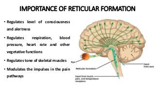Reticular formation.pptx