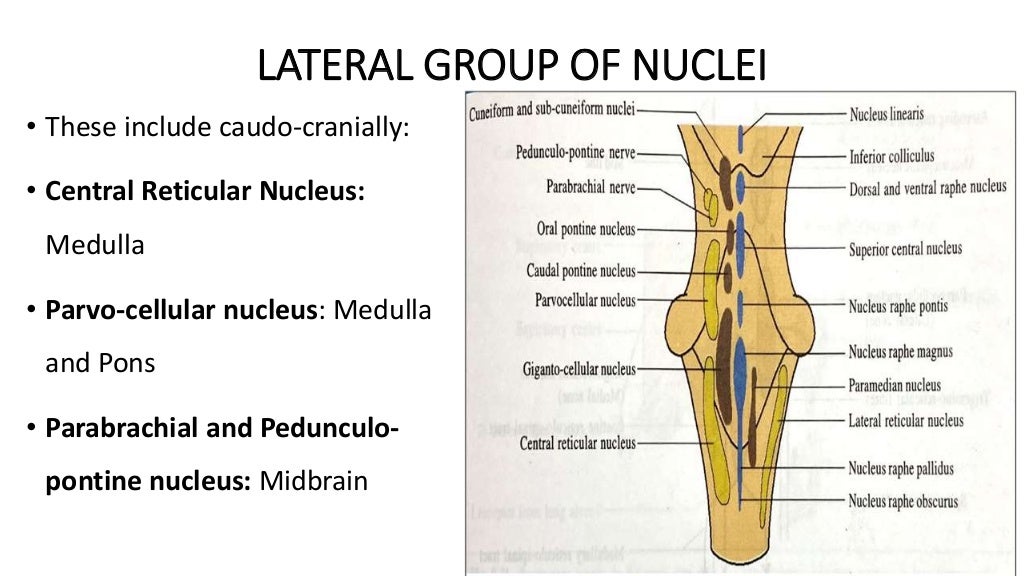 Reticular formation.pptx