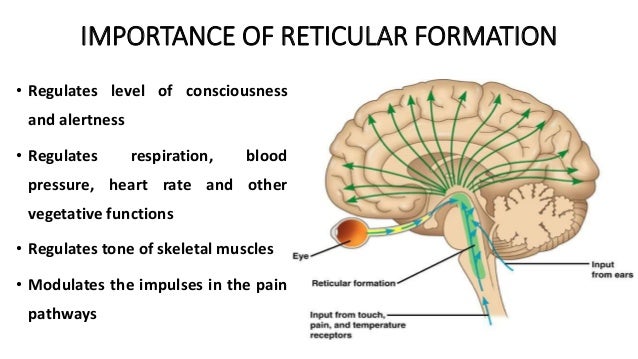 Reticular formation.pptx