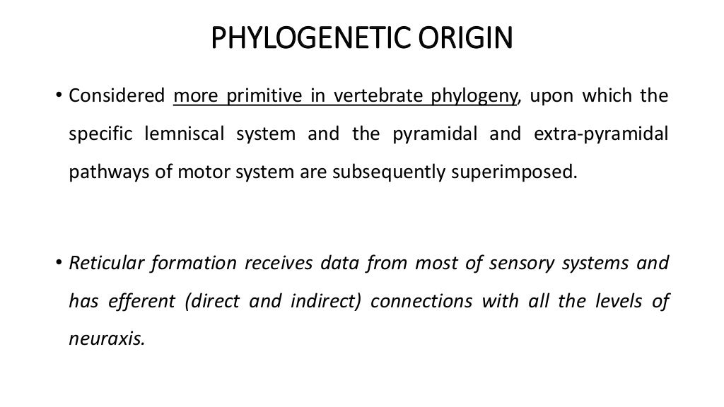 Reticular formation.pptx