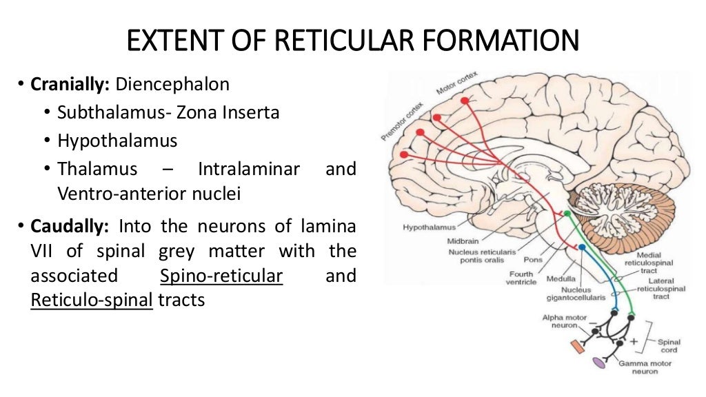 Reticular formation.pptx