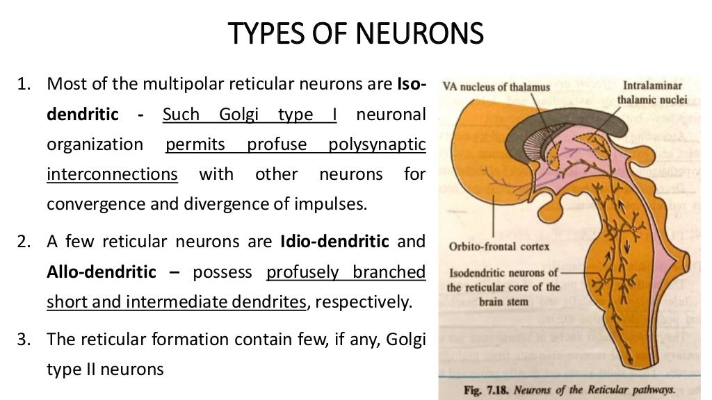 Reticular formation.pptx
