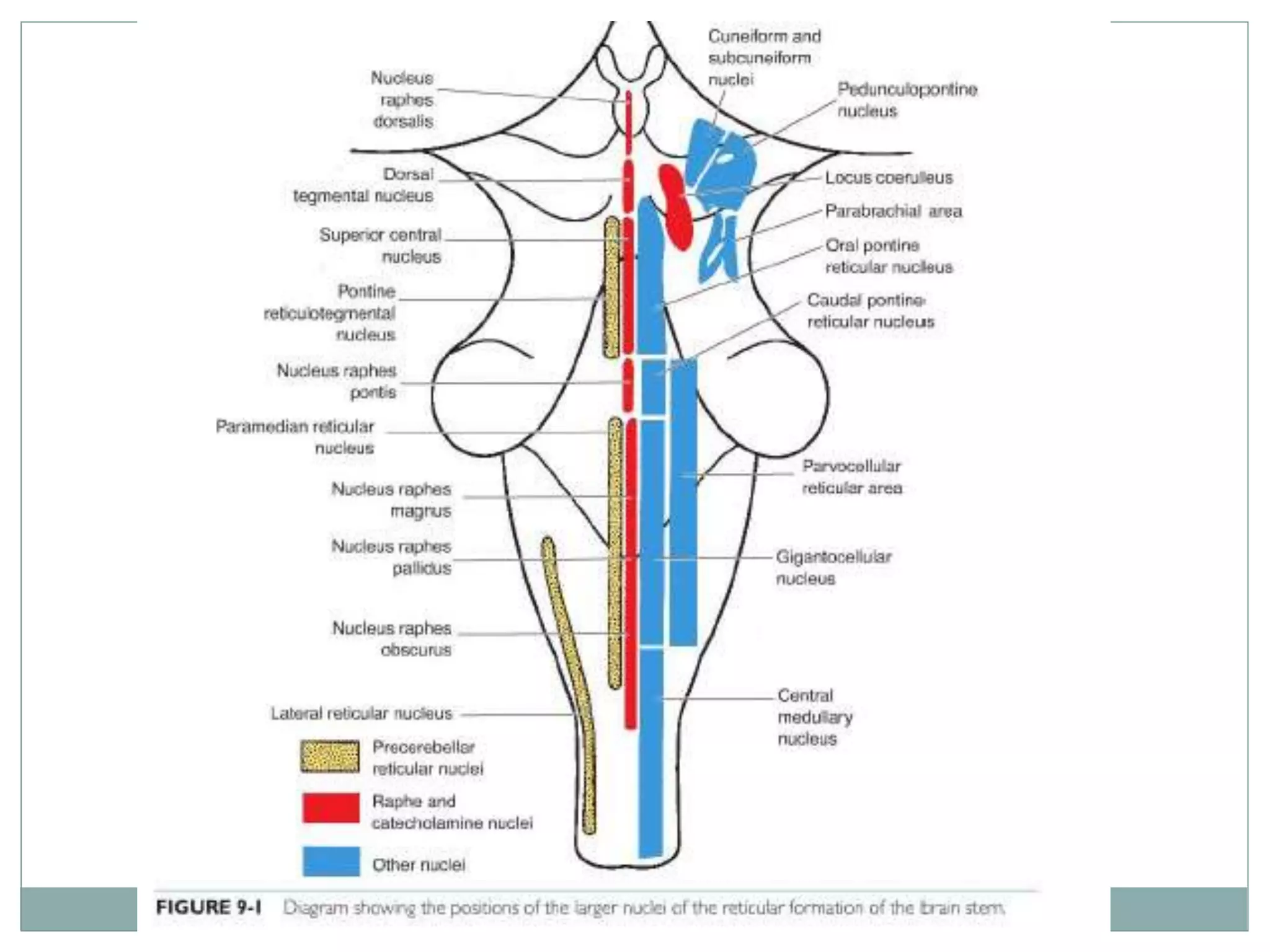 reticular formation.pptx