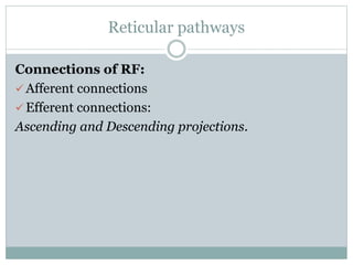 reticular formation.pptx