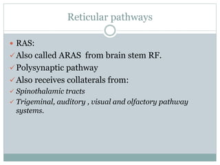 reticular formation.pptx