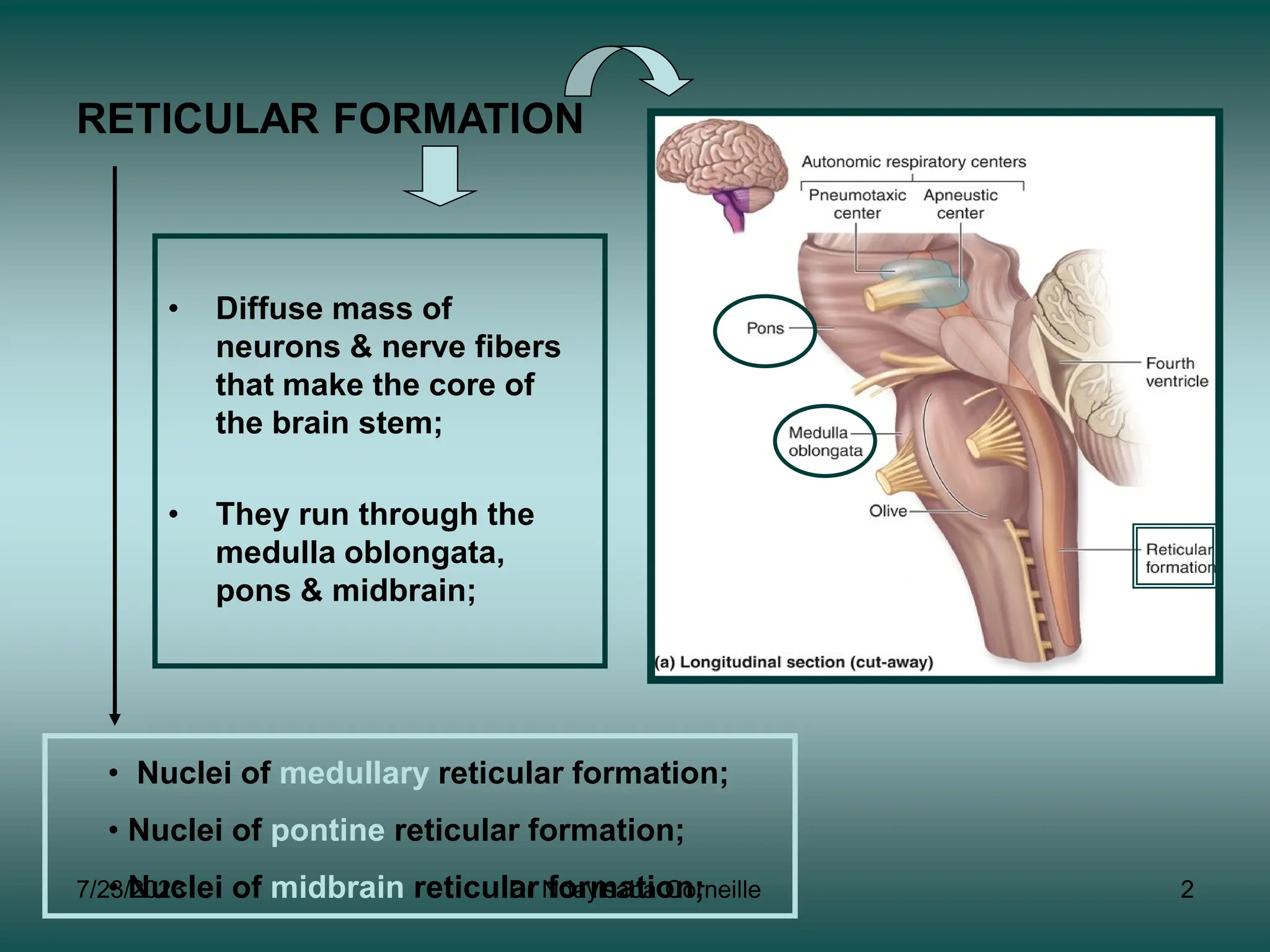 Neurophysiology :-Reticular -formations. | PDF