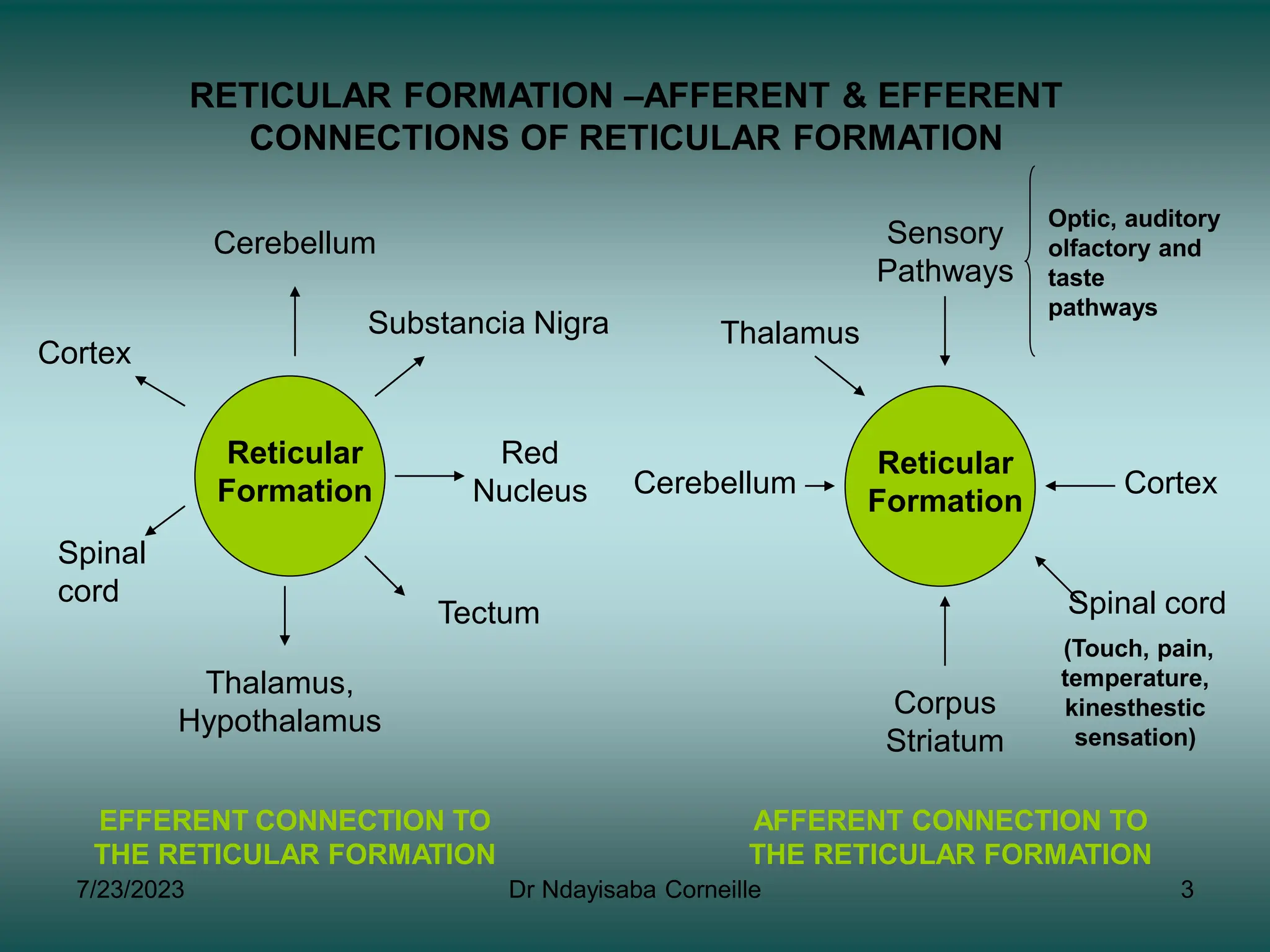 Neurophysiology :-Reticular -formations. | PDF