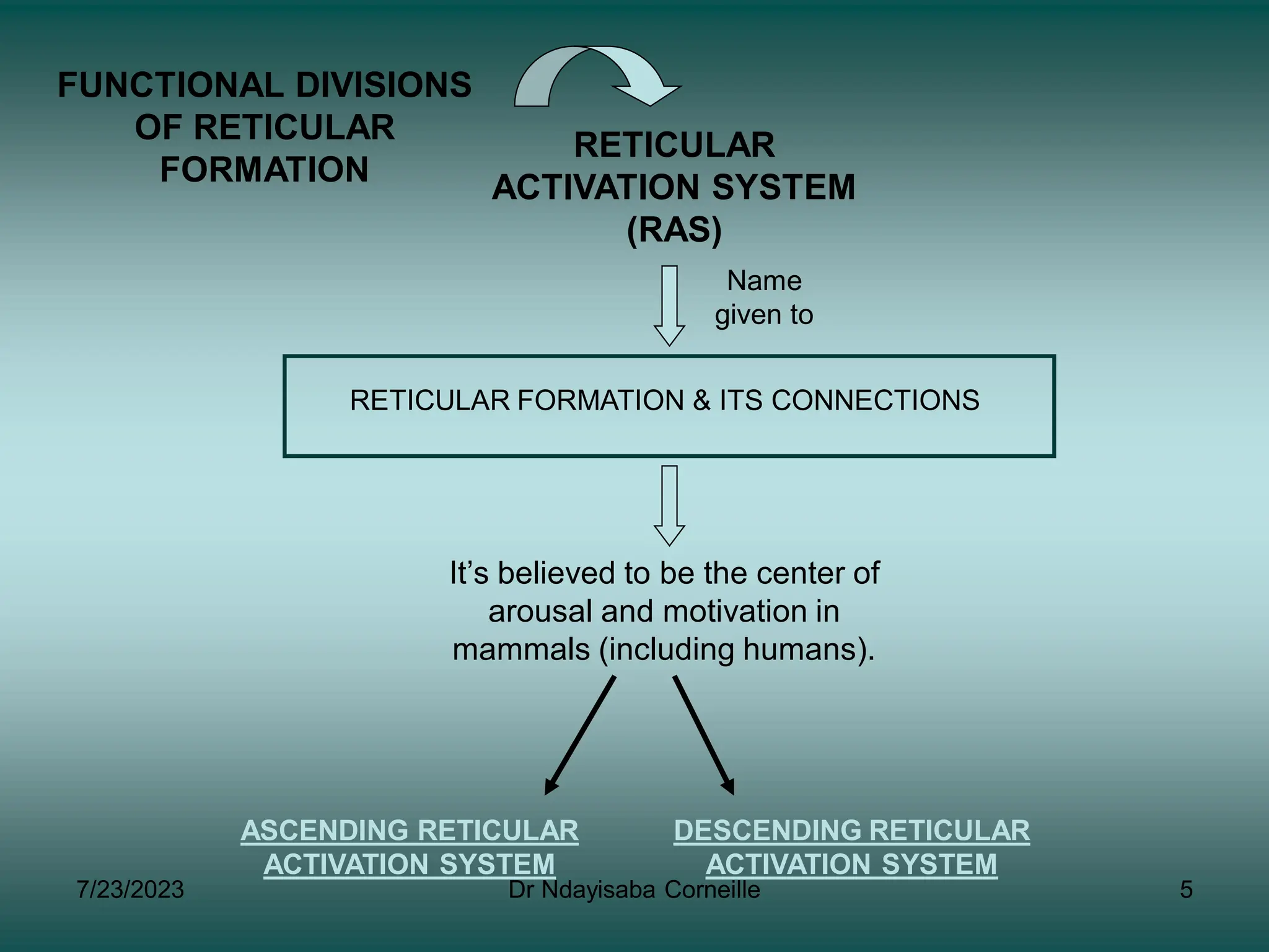 Neurophysiology :-Reticular -formations. | PDF