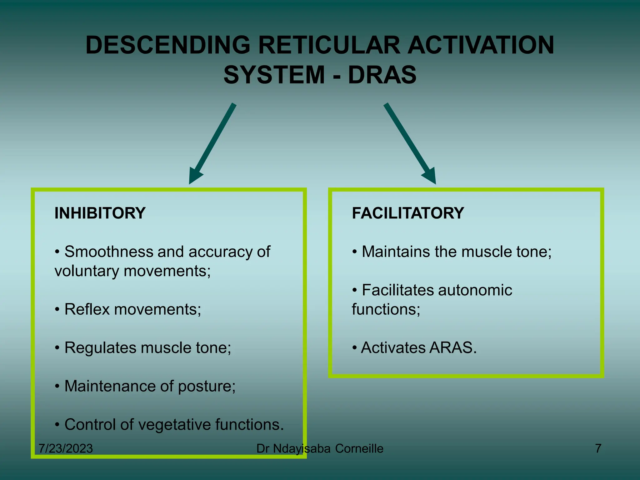 Neurophysiology :-Reticular -formations. | PDF