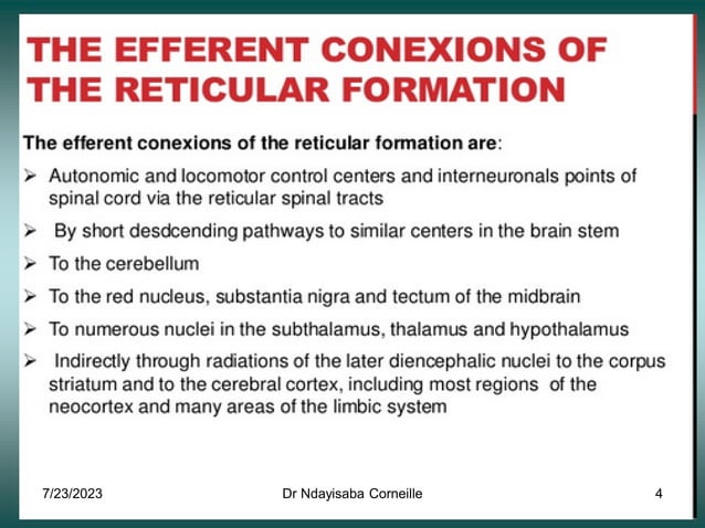Neurophysiology :-Reticular -formations. | PDF