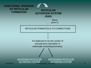 Neurophysiology :-Reticular -formations. | PDF