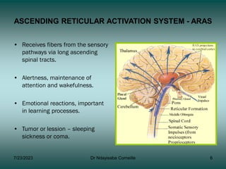 Neurophysiology :-Reticular -formations. | PDF