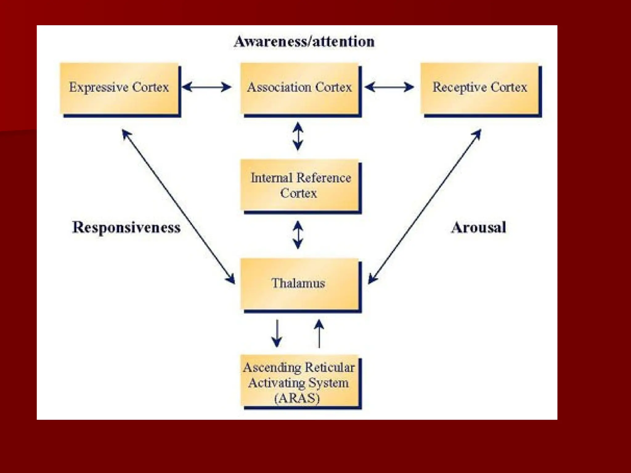 RETICULAR FORMATION.ppt okkkkkkkkkkkkkkkkkk | PPT