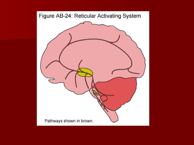 RETICULAR FORMATION.ppt okkkkkkkkkkkkkkkkkk | PPT