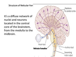 Power point presentation of Reticular Formation .pptx