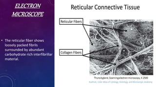 Reticulin Fibers | PPTX