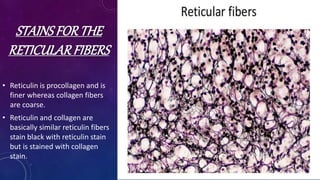Reticulin Fibers | PPTX