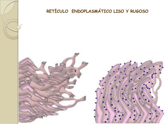 CITOPLASMA: DESARROLLO