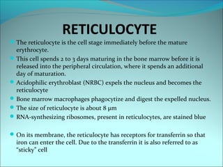 Reticulocyte count | PPT