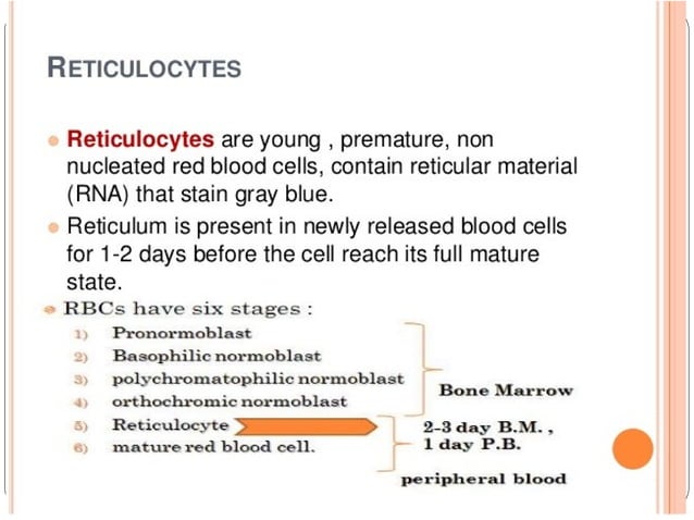 Reticulocytes | PPT