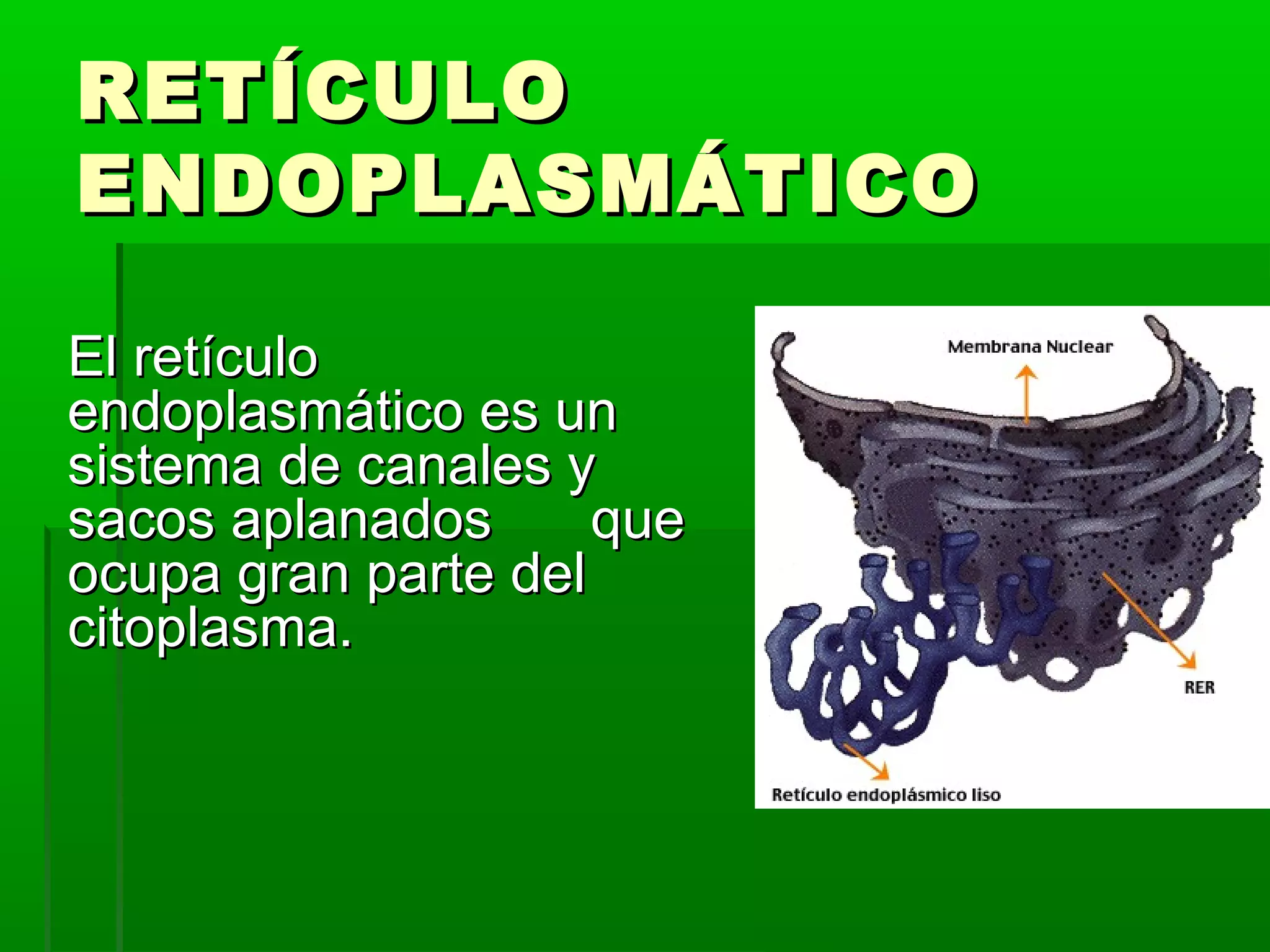 Reticulo endoplasmatico