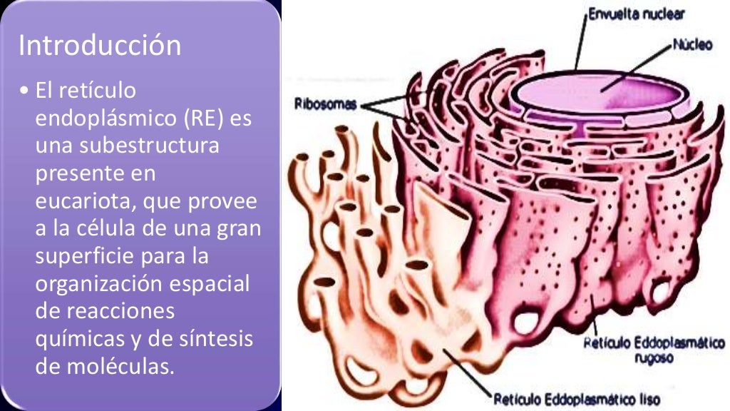 Retículo endoplasmático, Funciones, Estructura y Patologías Asociad…