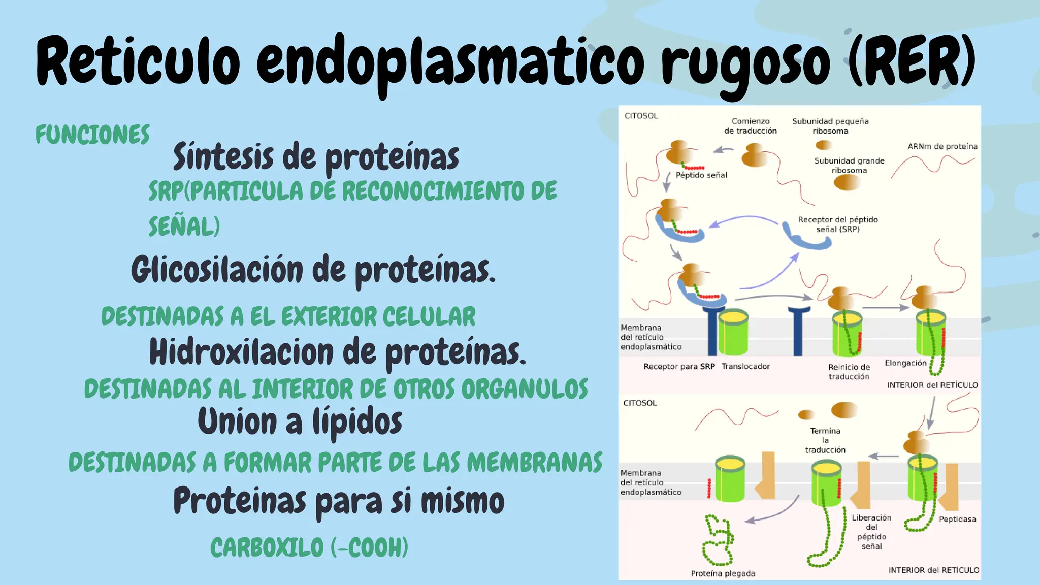 Reticulo endoplasmatico rugoso y liso- biologia | PDF
